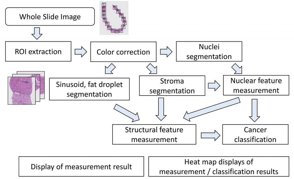 Automated analysis of whole slide image (WSI) – Yamaguchi Lab