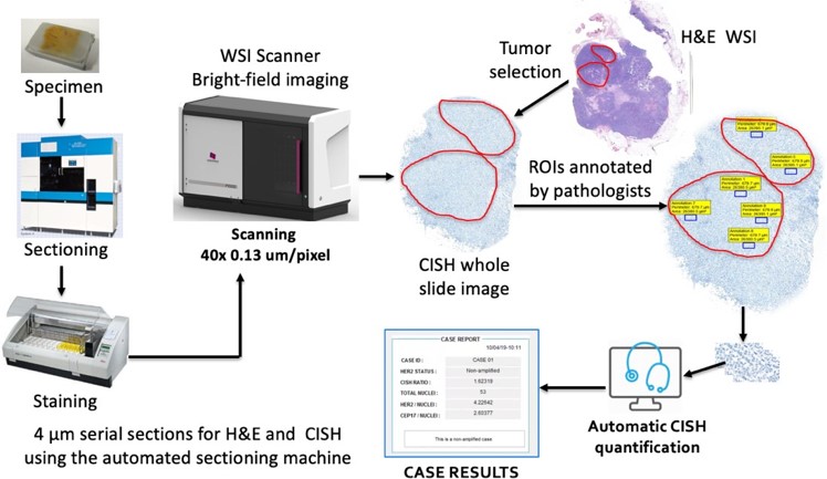 Automated CISH Quantification to determine the HER2 status of Breast ...